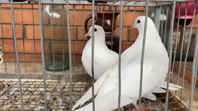 Бакинские голуби ?️ старопородные 28-06-2023