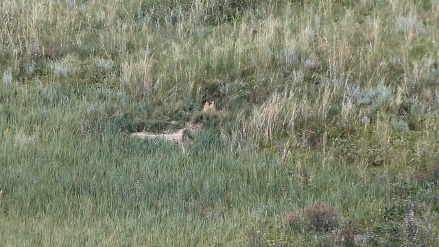 Охота на сурка (Вармитинг в моём исполнении).mp4