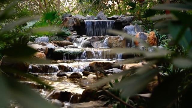 Пение птиц, Звуки леса, Для расслабления, медитации