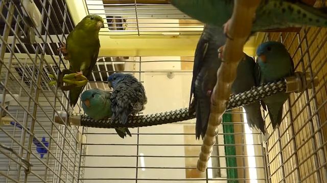 Попугаи Катерины с птенцами.