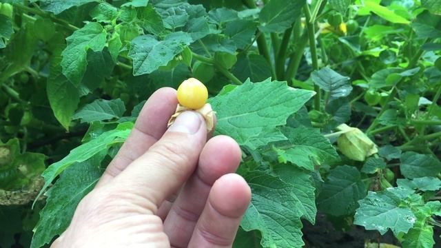 Физалис что за ягода такая?