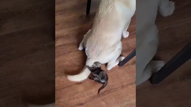 Какая-то большая блоха ??