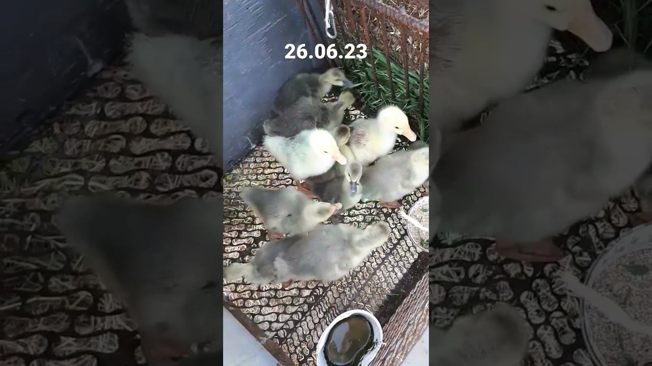 Наш птичий двор