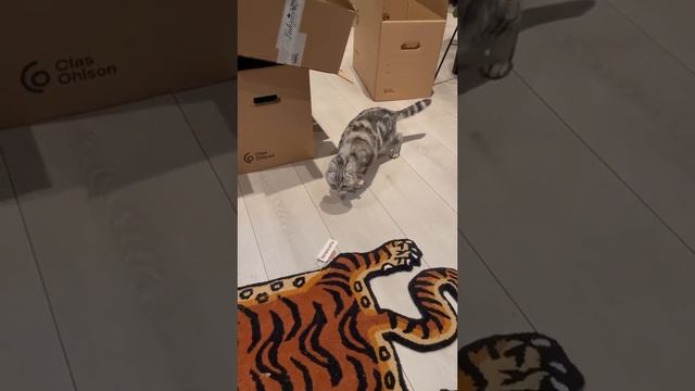 Что вы домой притащили???