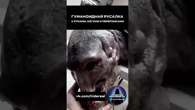 ГУМАНОИДНУЮ РУСАЛКУ НАШЛИ В МОРЕ