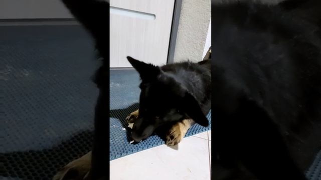 Марта и капуста