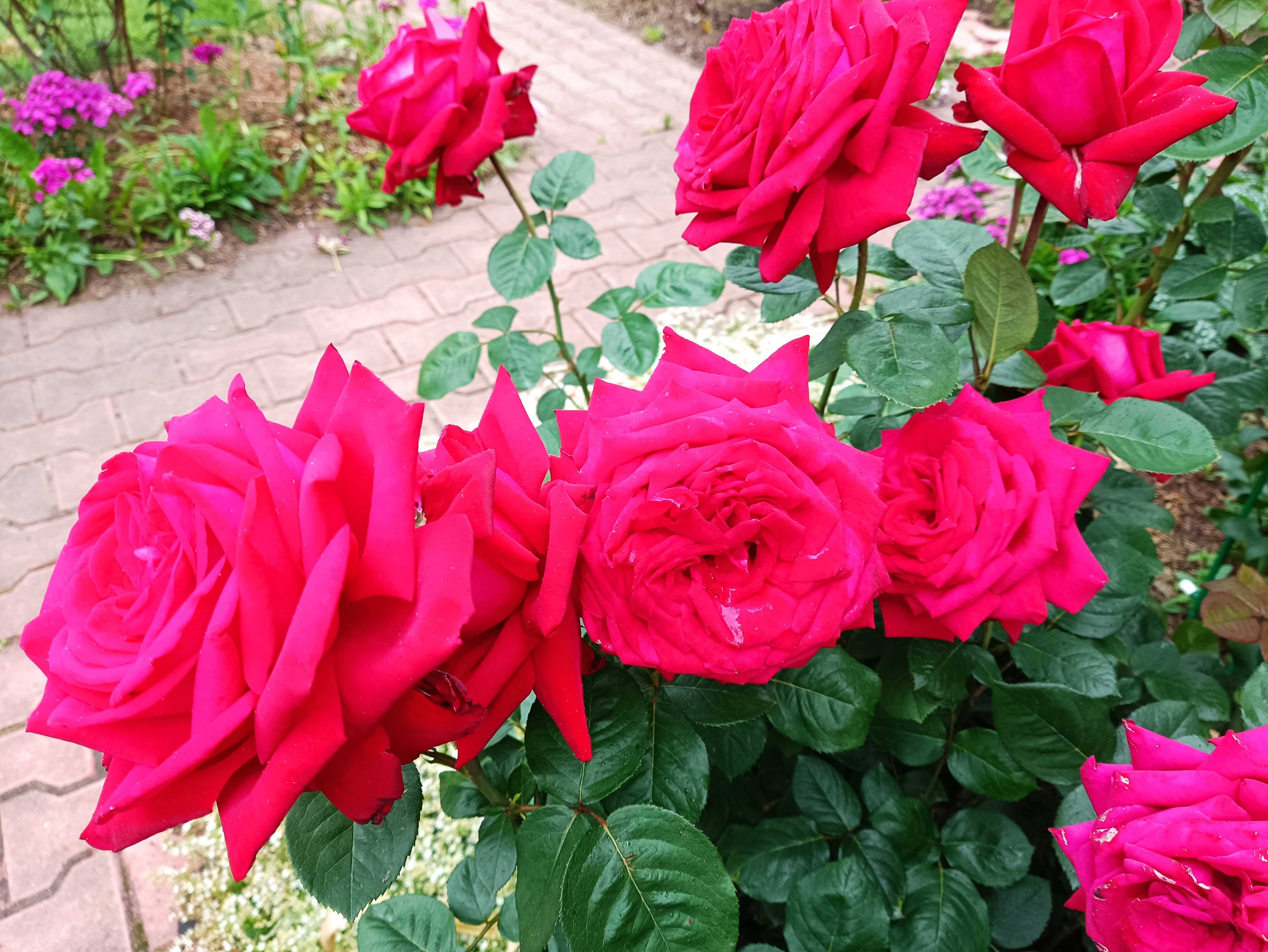 Роза СУПЕР ГРАНД АМОРЕ или все же БУРГУНД 81?