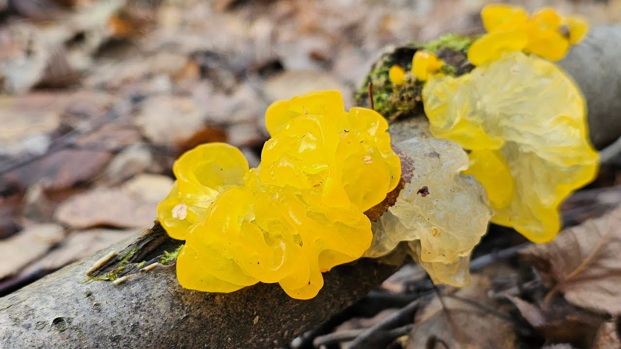 Грибные находки в ноябре 2023