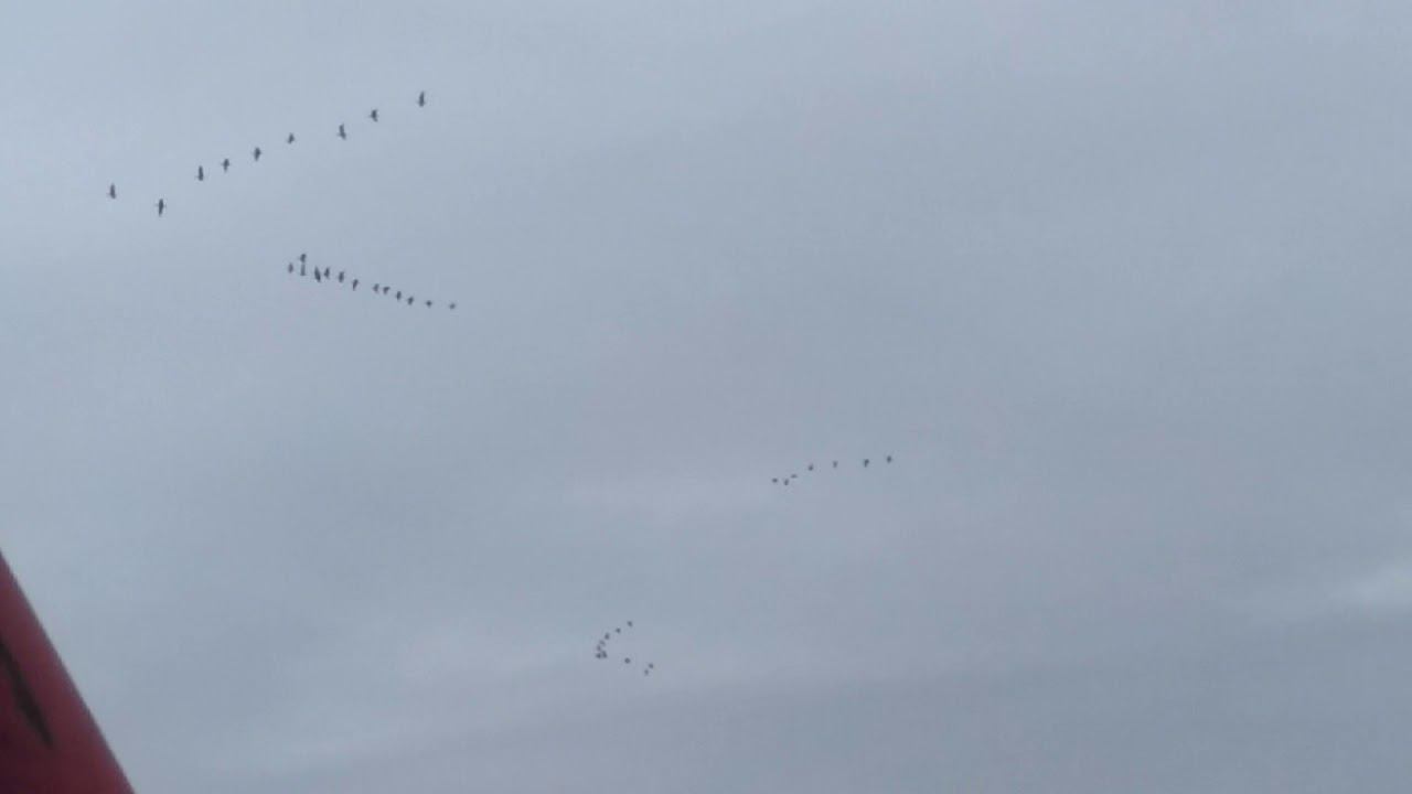 Осенний перелёт гуся.