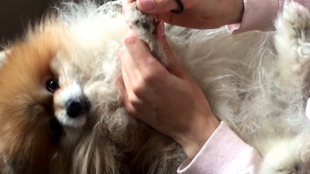 Как правильно постригать когти щенку