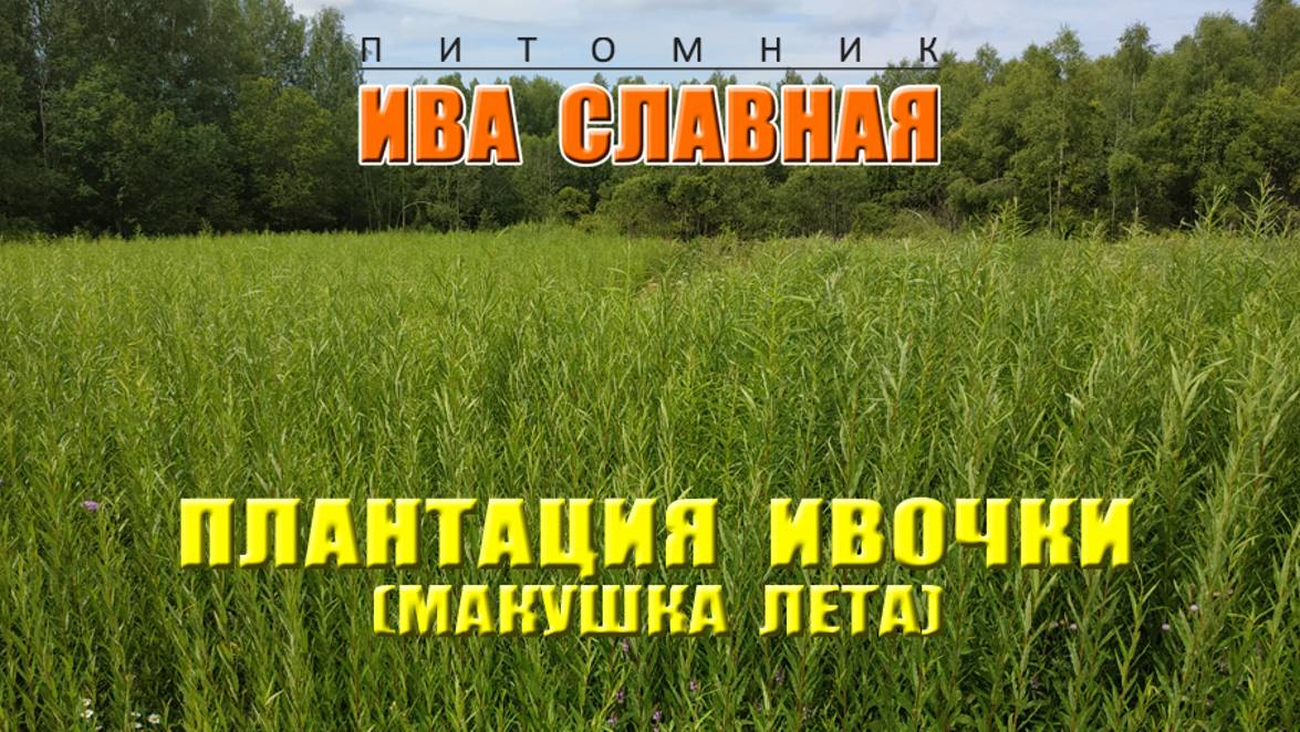 Ива Славная: Плантация. Макушка лета (15.07.2024)