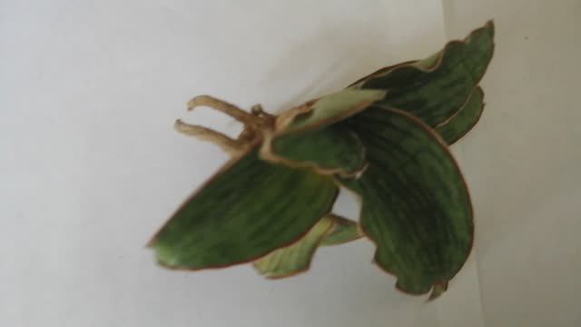 Распаковка посылки из Ростова-на-Дону 30.05.2024. Растения из Индонезии