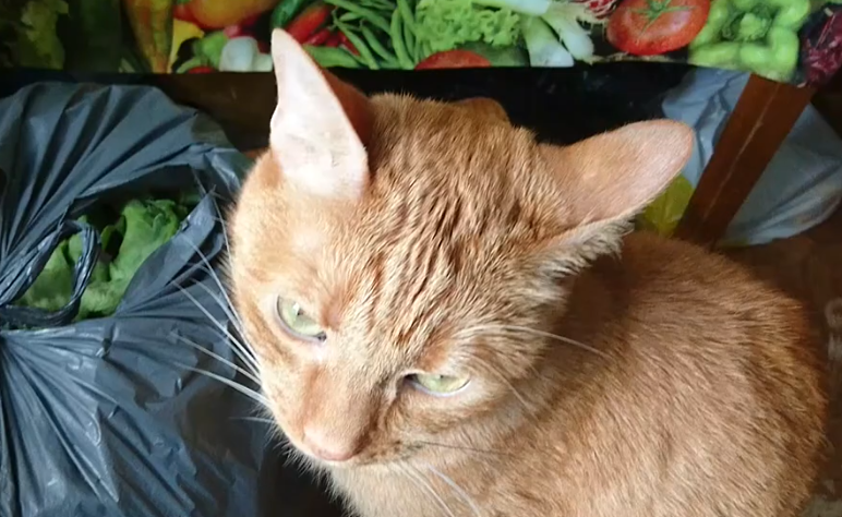 Рыжий кот ? решил наесться щавелем, пришлось срочно внепланово кормить вечно голодного Феликса...