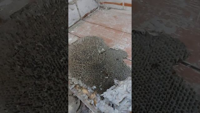 Улей на балконе ?