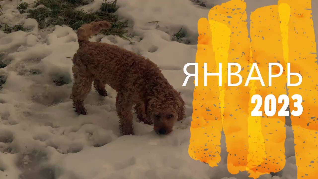 Мальтипу Рэд на дачке.