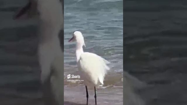 ❗А я иду ... такая вся...❗ #shortsvideo #shortvideo #shorts #short #funny #nature #птицы #животные