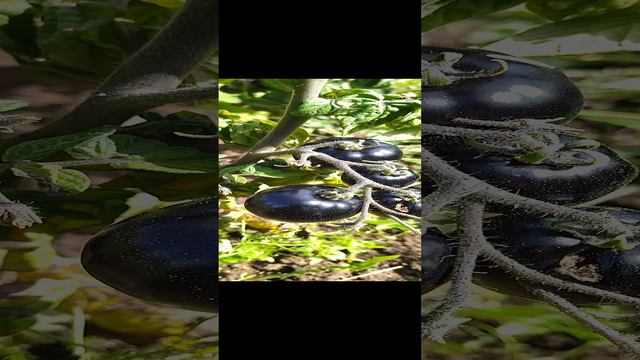 томат  "черничка"