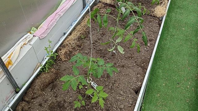 Какой ширины грядки (отвечаю на комментарий)