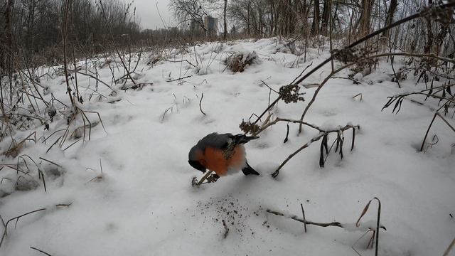 Санкт-Петербург Снегирь на склоне Полежаевского парка, 2023 26 ноября
