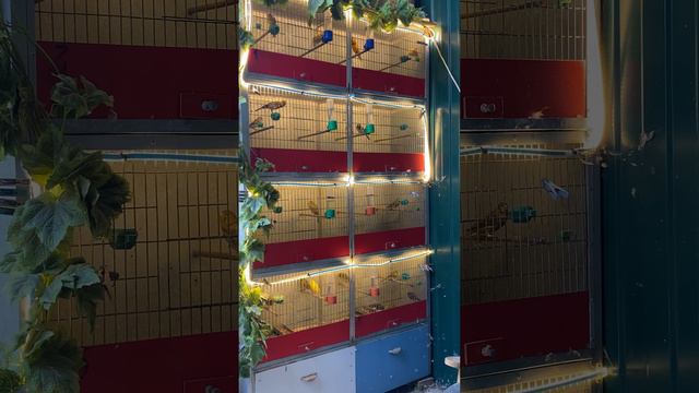 Молодые канарейки 03-09-2024