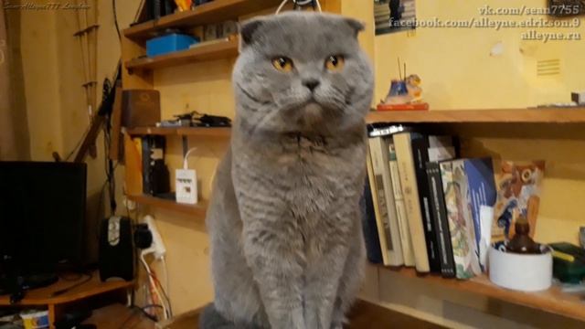 Мой кот Лапик, 3 года.