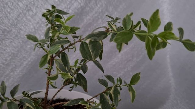 Вариегатный мелколистный 7