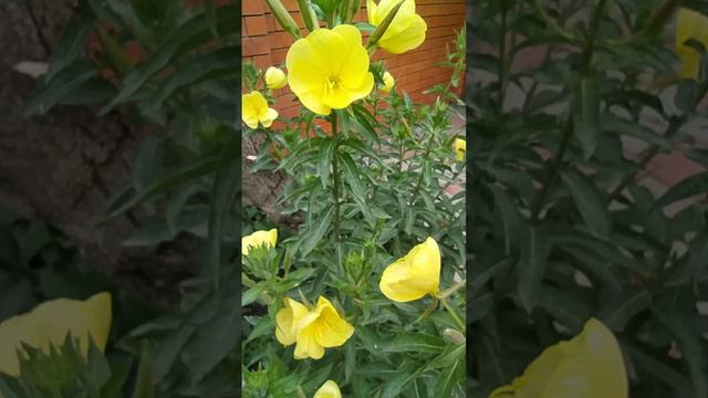 Ночная свеча ,Энотера.mp4