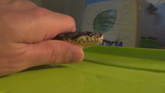 Полоз сарматский принудительное кормление