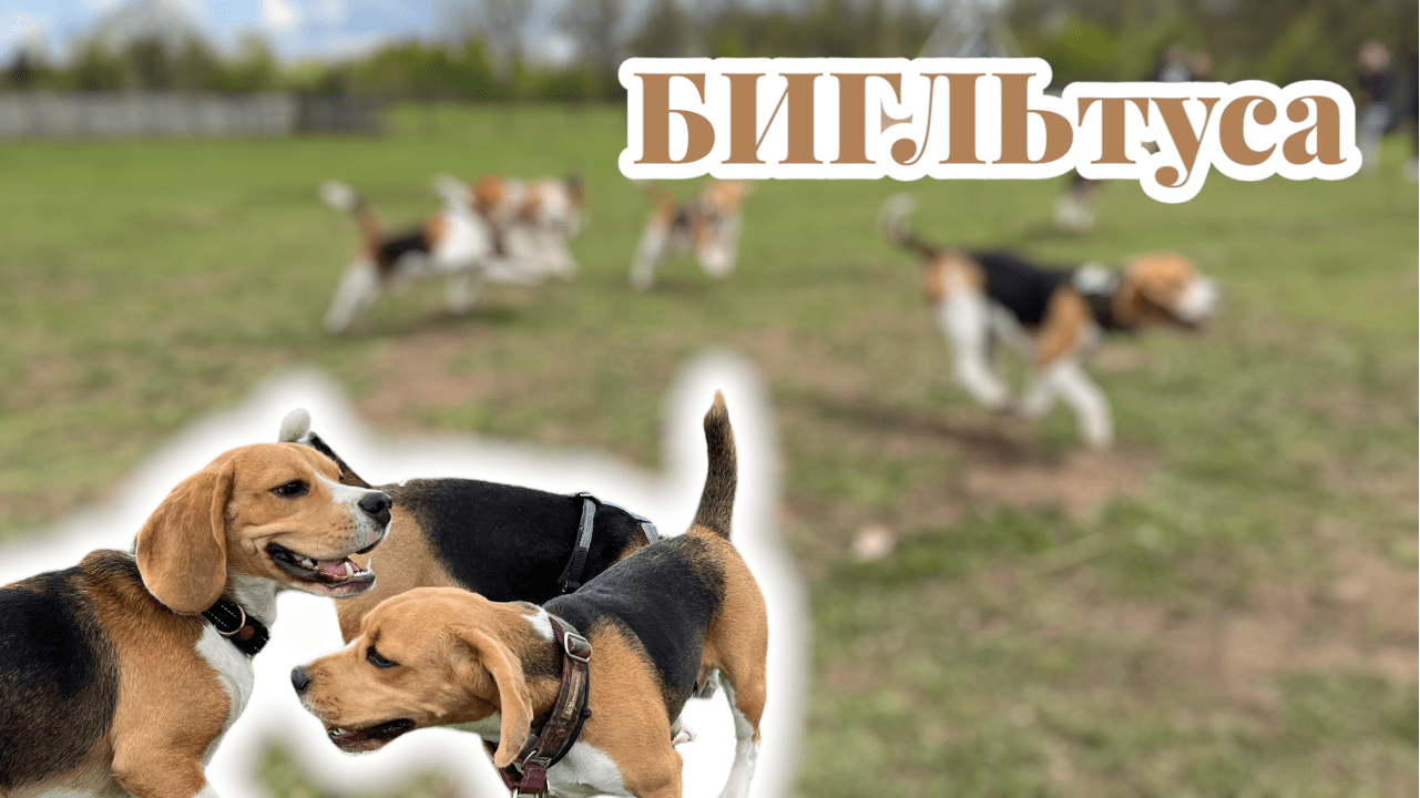 Бигльтуса в Нижнем Новгороде|Влог бигля