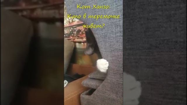 КОТ Ханзо - кто в теремочке живет?