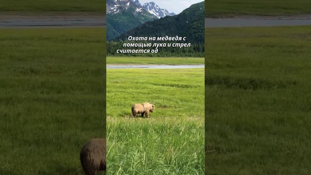 Охота 🐻
