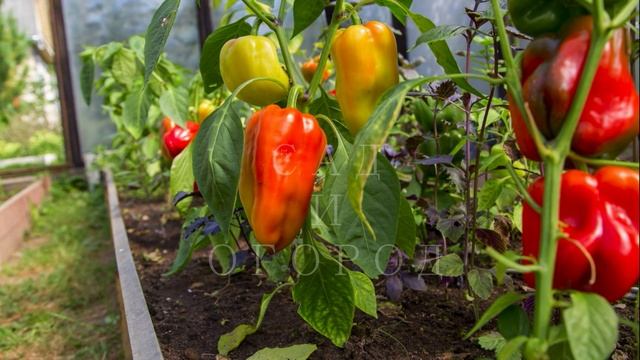 Подкормите свои Перцы сахаром и и результат не заставит Вас ждать! Уход за перцем