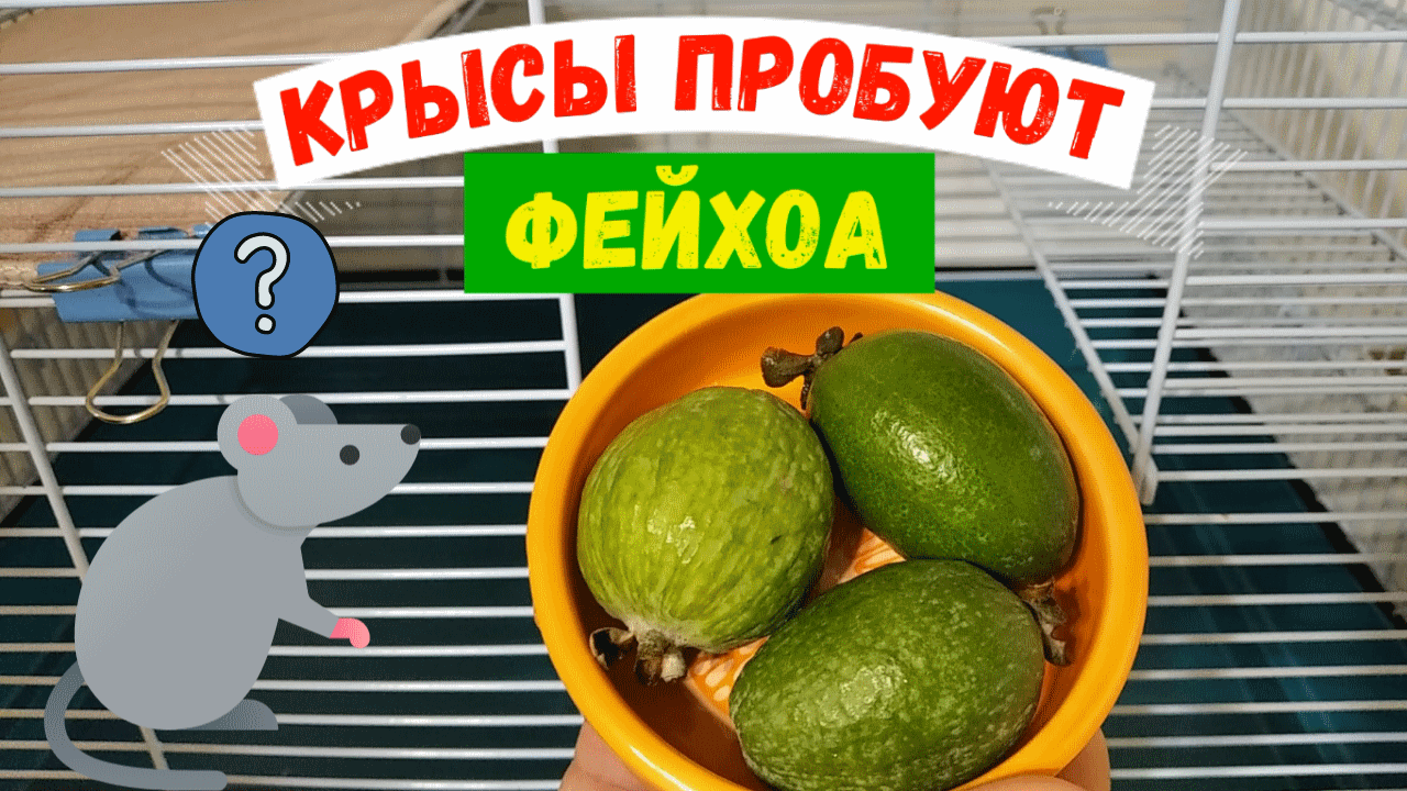 КРЫСЫ ПРОБУЮТ ФЕЙХОА