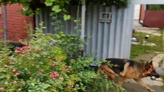 Nora приносит палку