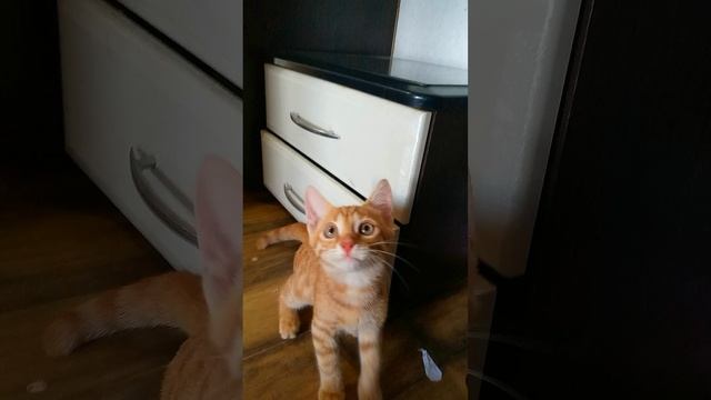 встречает рыжик с работы.mp4