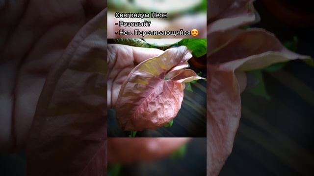Сингониум Неон не розовый!?Он переливчатый?Особенность сорта?Цвет листьев?#shorts