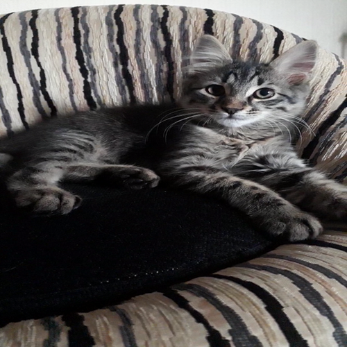 И зачем я только выучил за одну ночь этот китайский язык?？