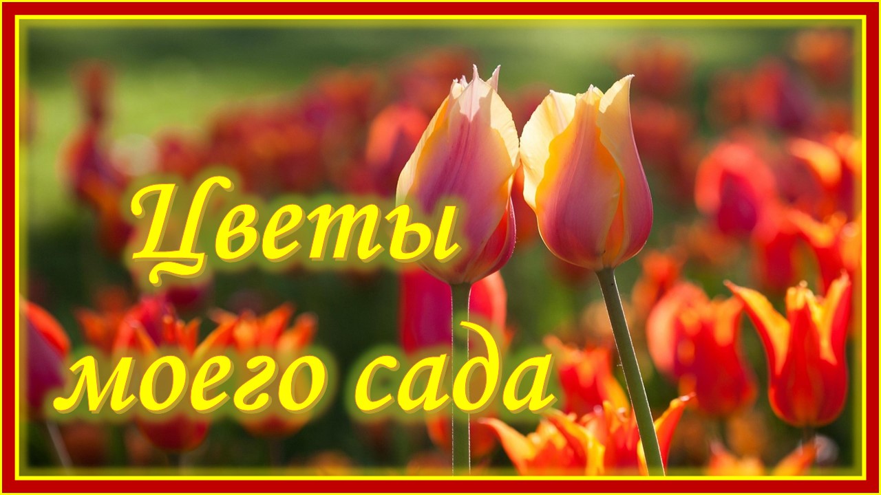 Весна. Цветы моего сада