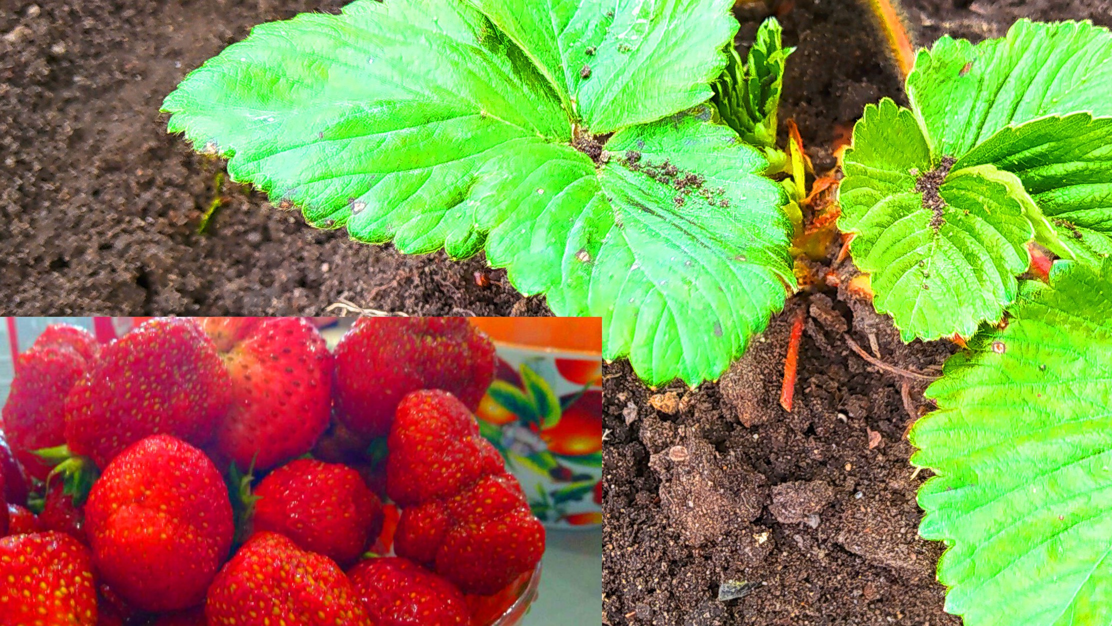 СДЕЛАЙТЕ ЭТО С КЛУБНИКОЙ ВЕСНОЙ! И ОНА ВАС ЗАВАЛИТ ЯГОДАМИ!