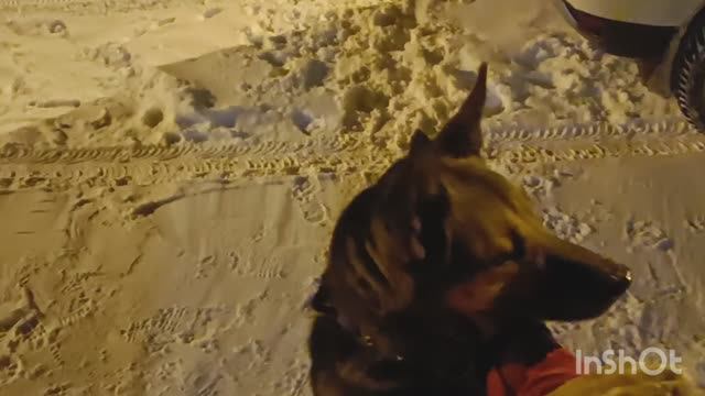 96) СОБАКА Породы ОВЧАРКА по Кличке Верба Встречает Хозяина Зимой в городе Пенза 20 Февраля 2023