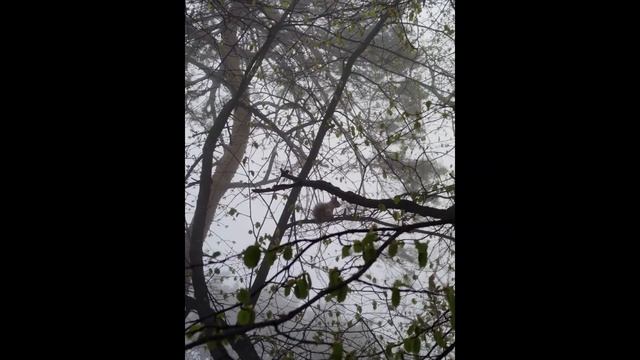 Животные в Осетии и Ингушетии