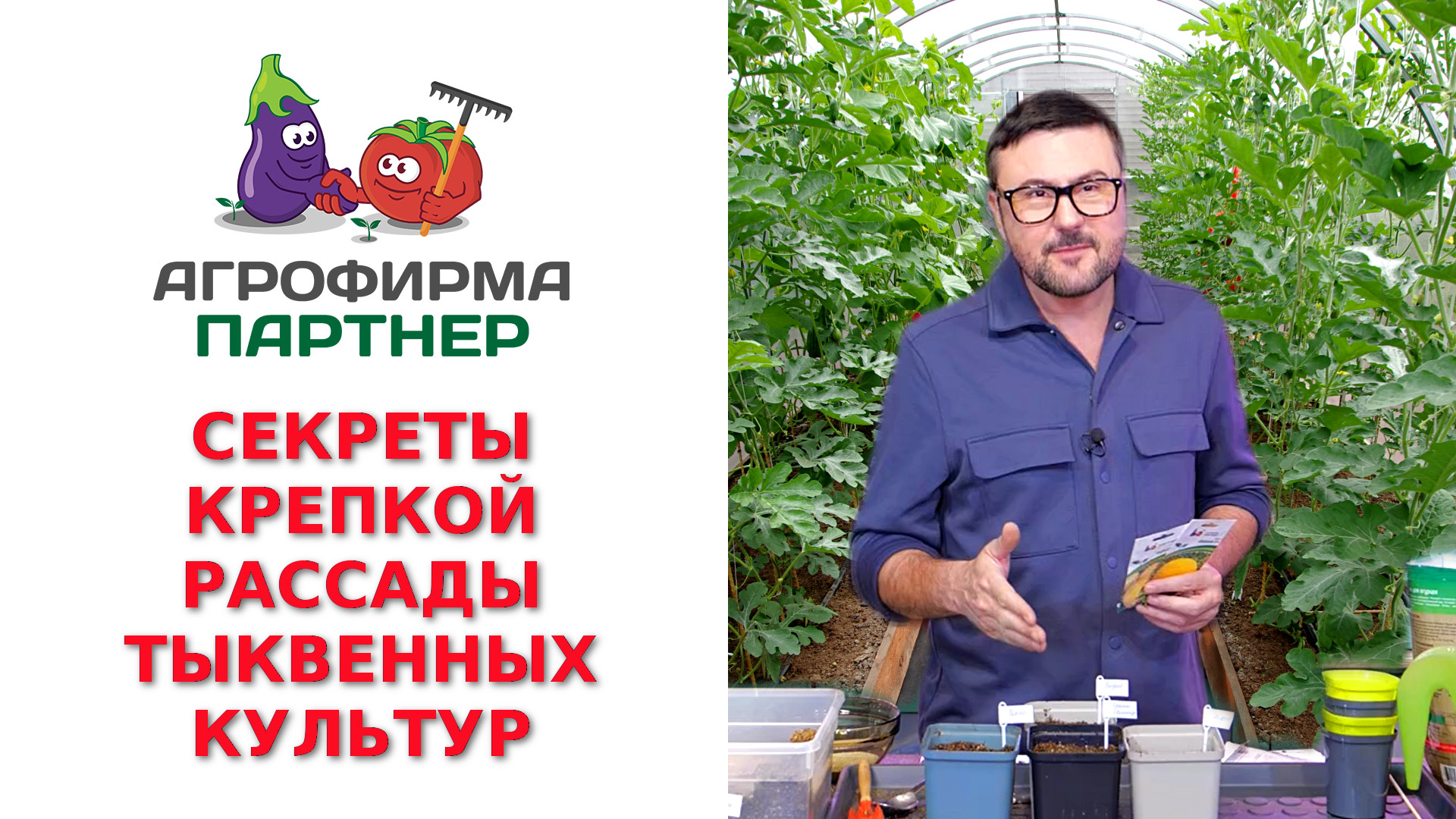 СЕКРЕТЫ КРЕПКОЙ РАССАДЫ ТЫКВЕННЫХ КУЛЬТУР