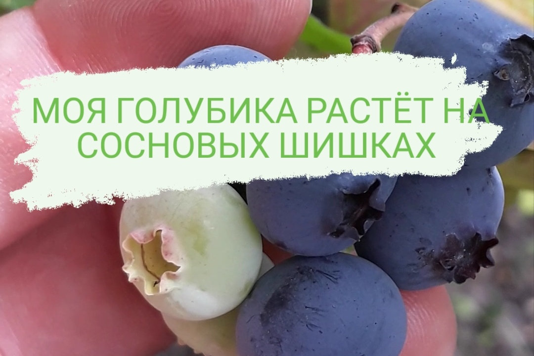 МОЯ ГОЛУБИКА РАСТЁТ НА СОСНОВЫХ ШИШКАХ ?