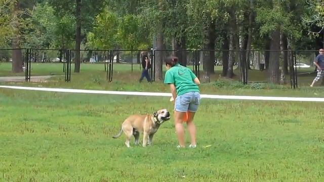 фризби-фристайл Оля и ка де бо Барсик -18.08.2014.mp4