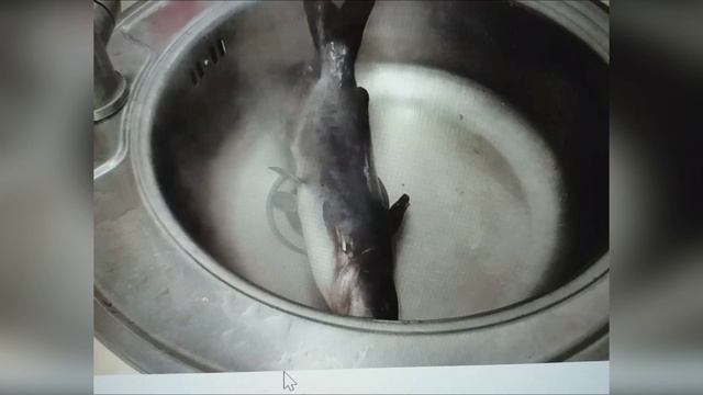 Как правильно почистить сома