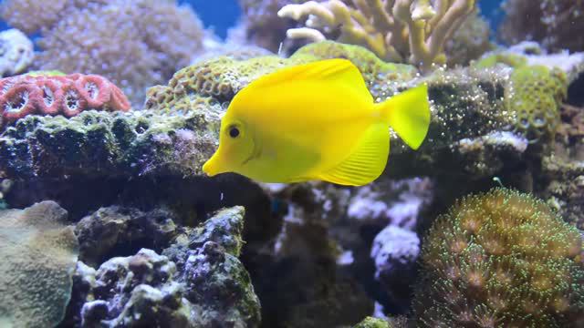 Новосибирский зоопарк. "Рыбки".mp4