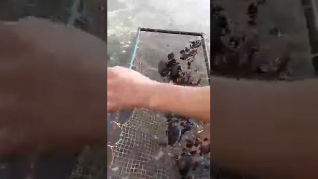 как поймать рака