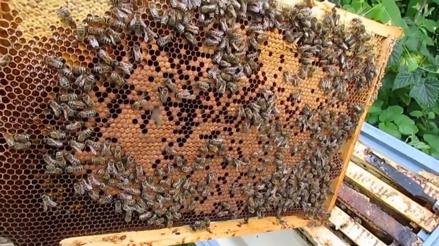 14 июля - пересаживаю отводок с облетанной маткой из 6 рамочного улья в 8 рамочный с теплым дном