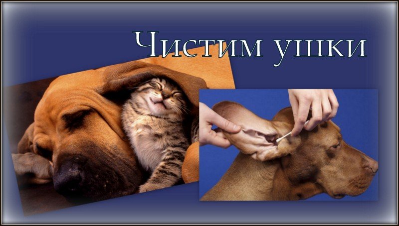 Чистим ушки Алабаям и не только!