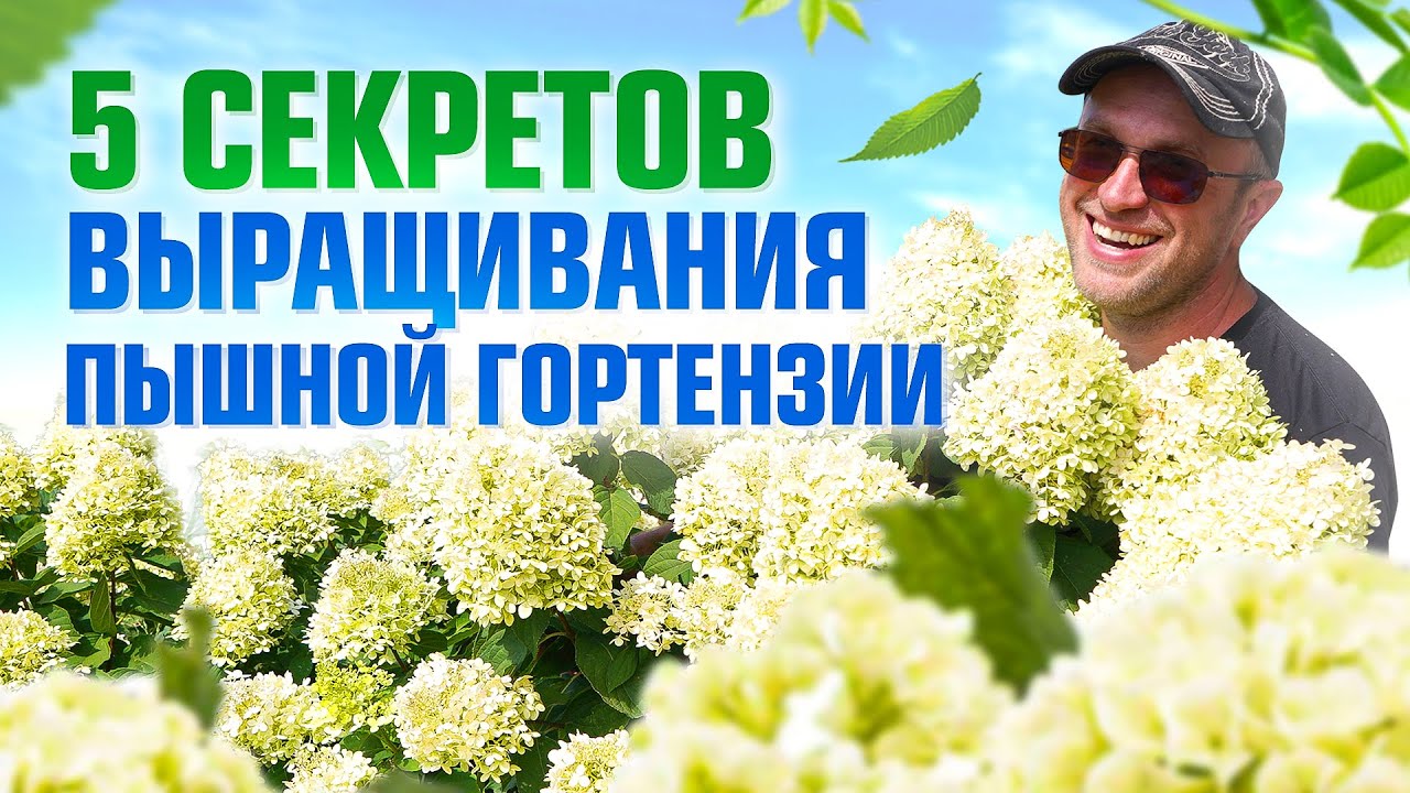 5 правил как вырастить на участке пышную гортензию / Илья Макаров
